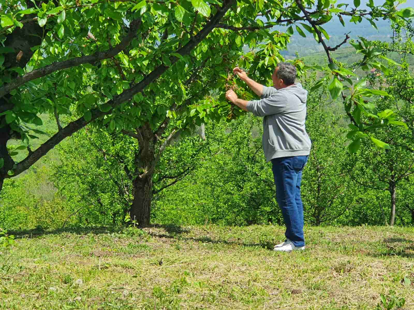 Ekspanzija je voćarstva u Koraju, ali mladi odlaze - TIP.ba