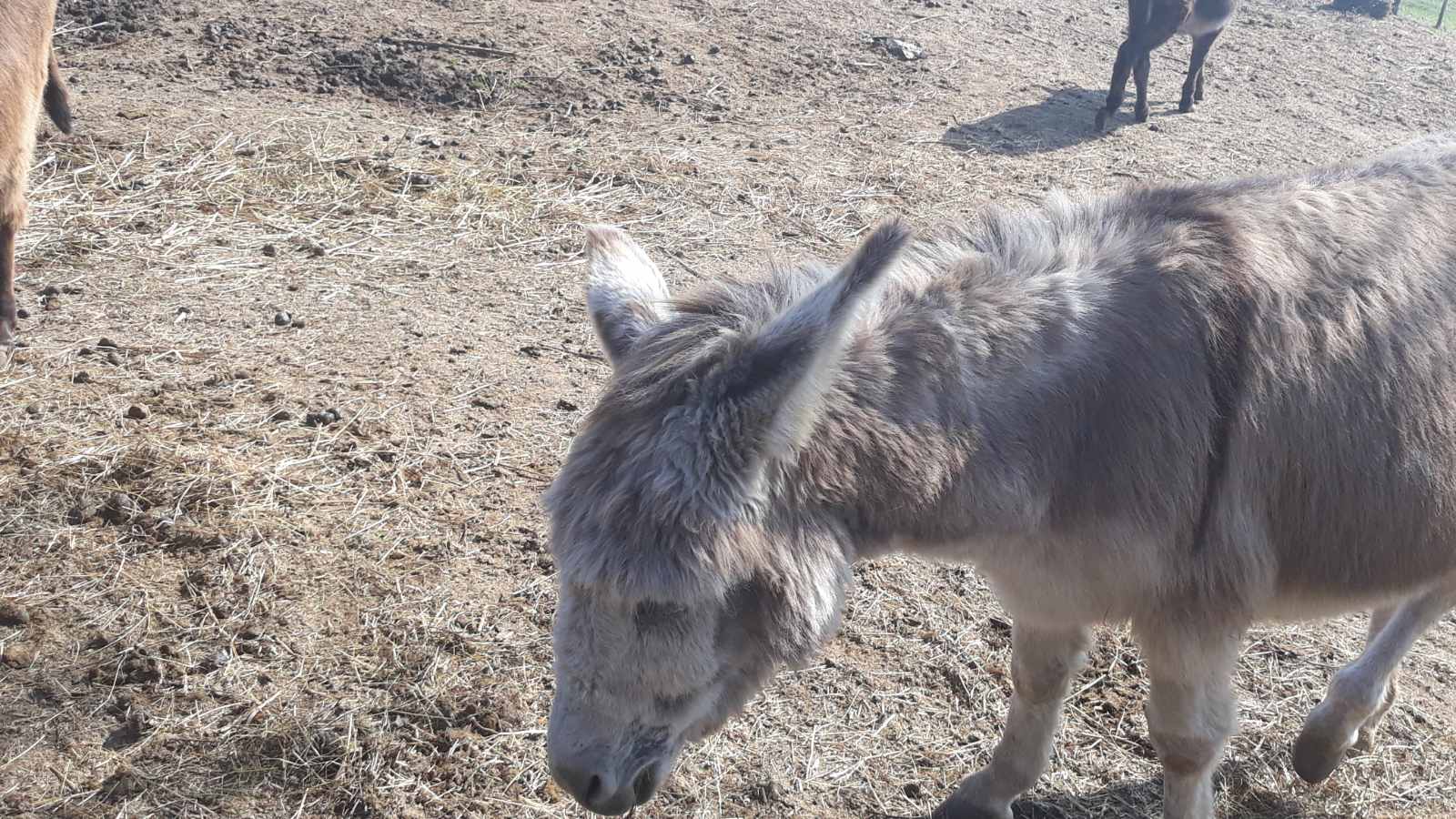 Priča o prvoj registrovanoj farmi magaraca u BiH - TIP.ba